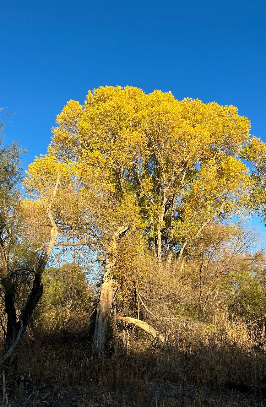 Kristen Sawyer | Substack