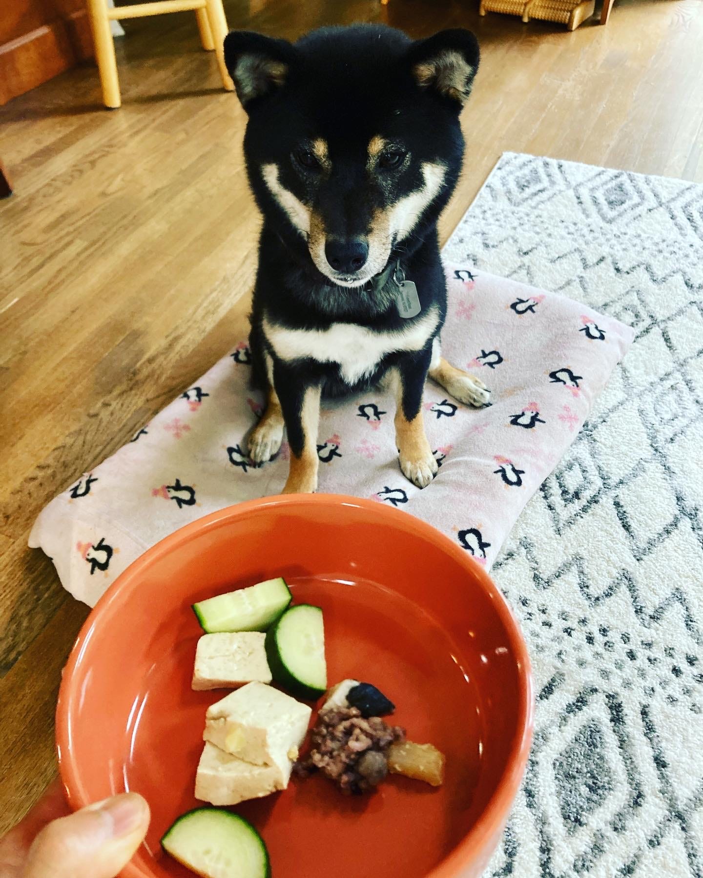 Shibainu Genki's Yakuzen Dog Foods Recipe, pet's healing power and Ikigai