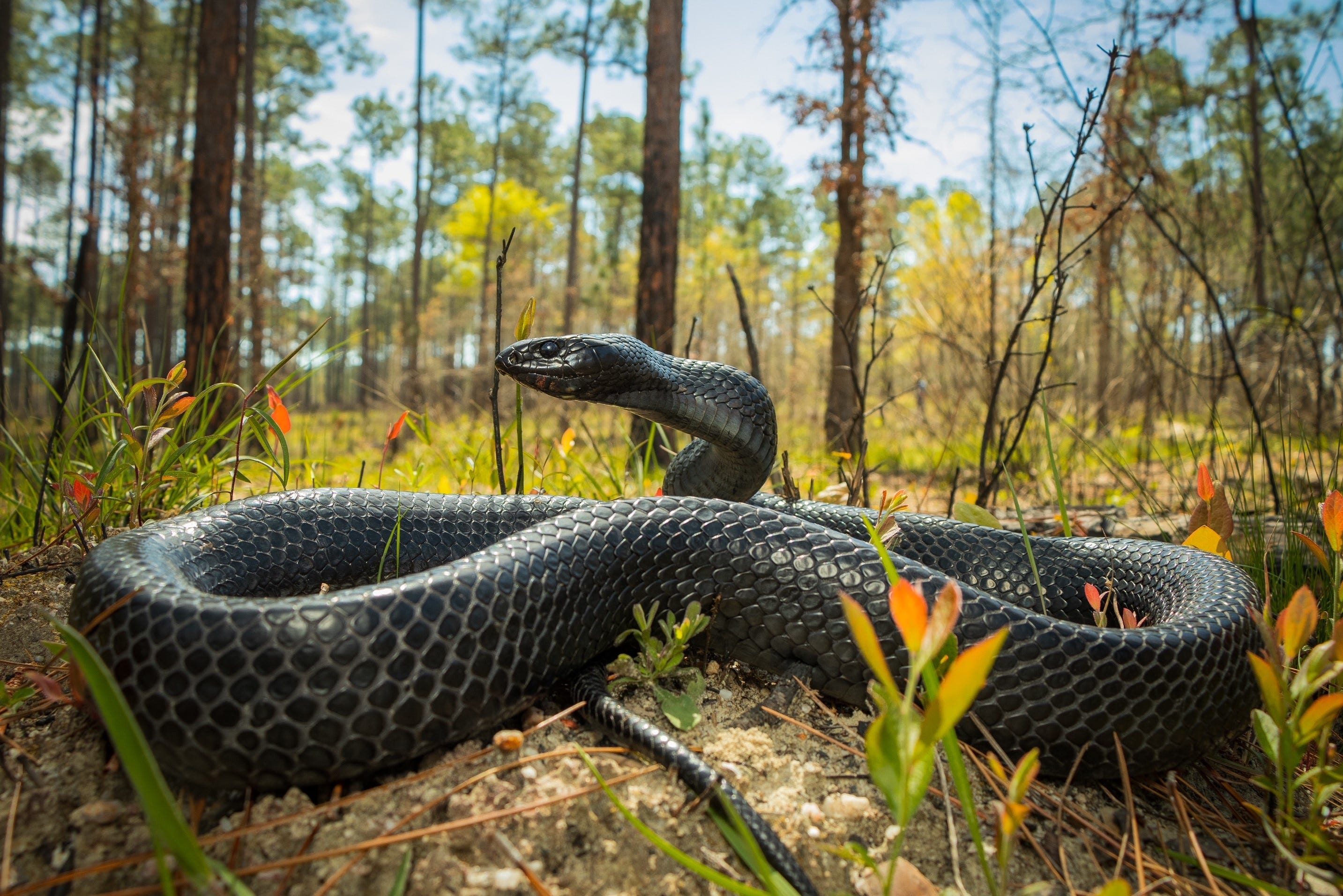 An Indigo Snake Named Janisse