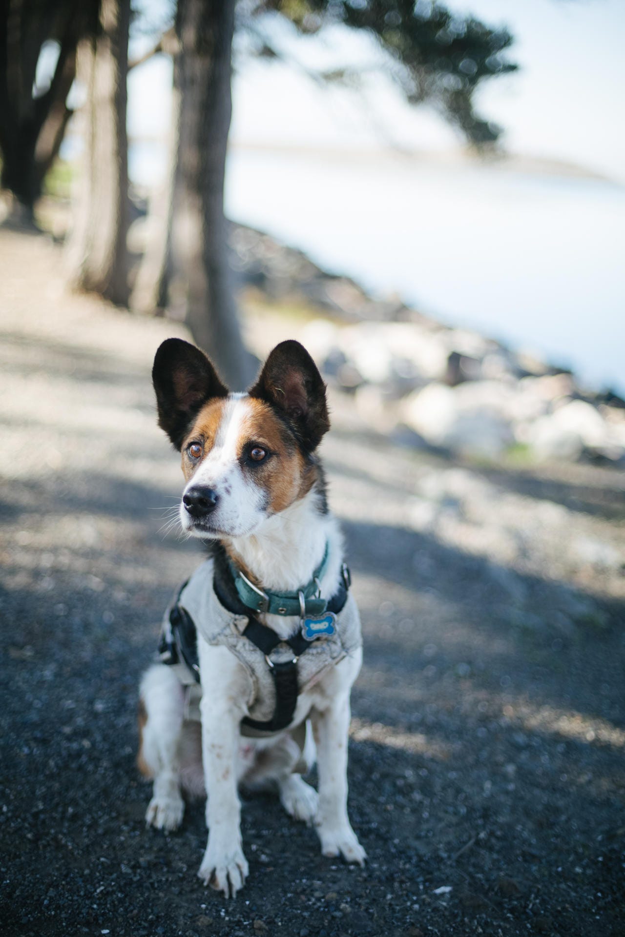 I Hired a Real-Life Pet Detective - by Daniela Blei