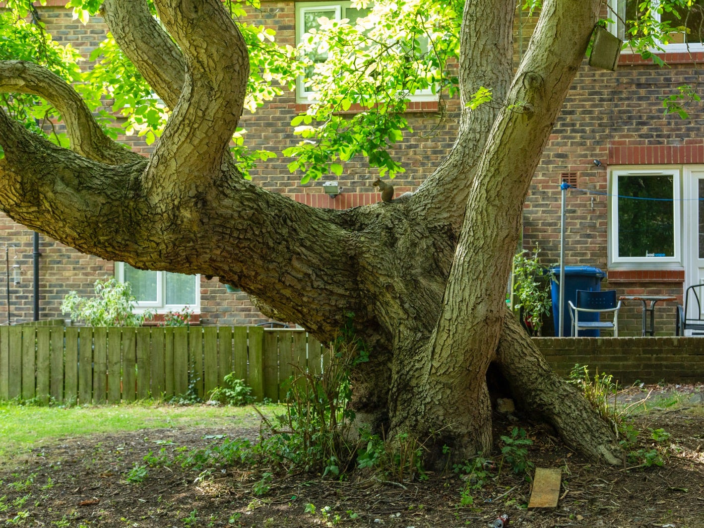 102. Benwell Walnut - by Paul Wood - The Street Tree