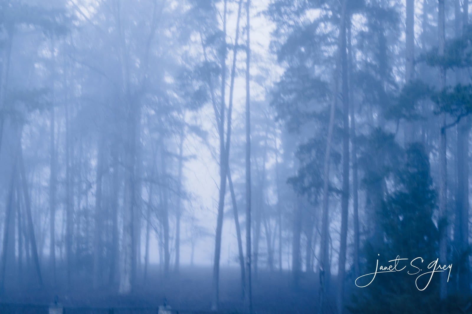 Spookey in the Woods - Krumpetina’s Substack