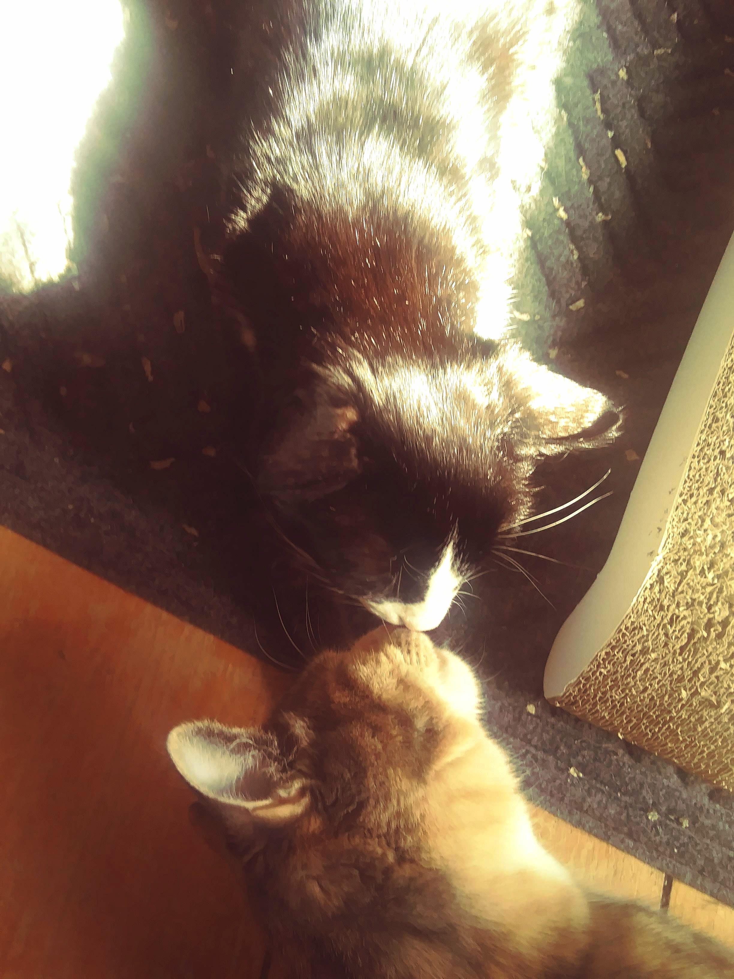 The Story of Petey... Part Three - by Myrtle Merryweathah