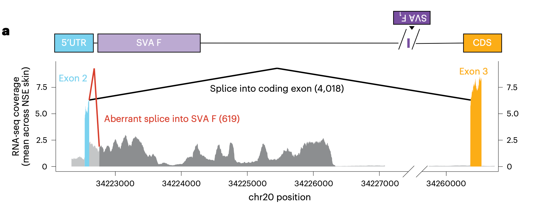 How a jumping gene shaped the human skin color evolution