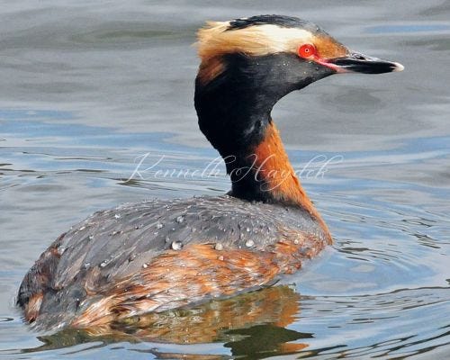 Duck, Duck, Grebe! - by Stephanie Mader