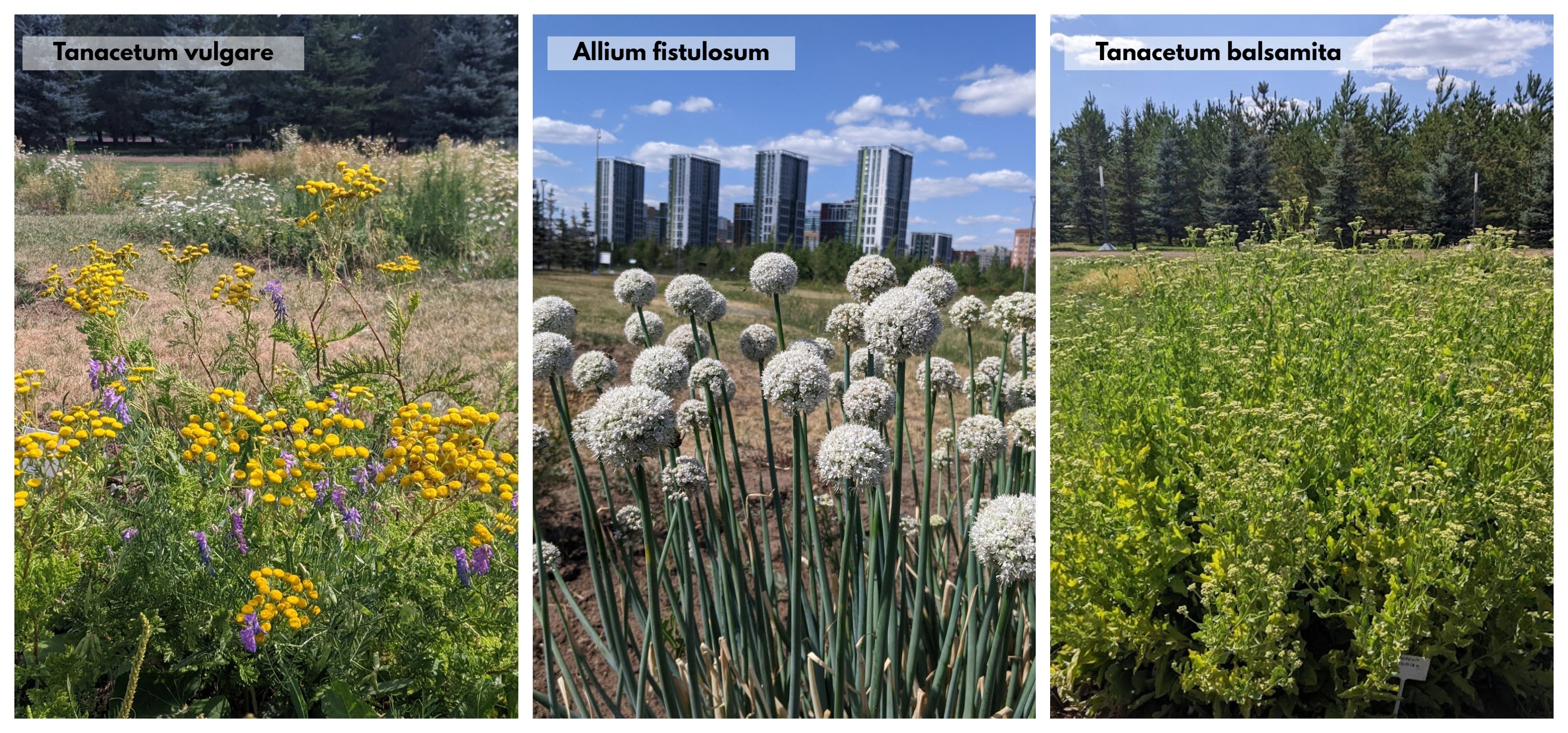 Balkan Ecology Project : Eastern Travels - Kazakhstan - Growing trees ...