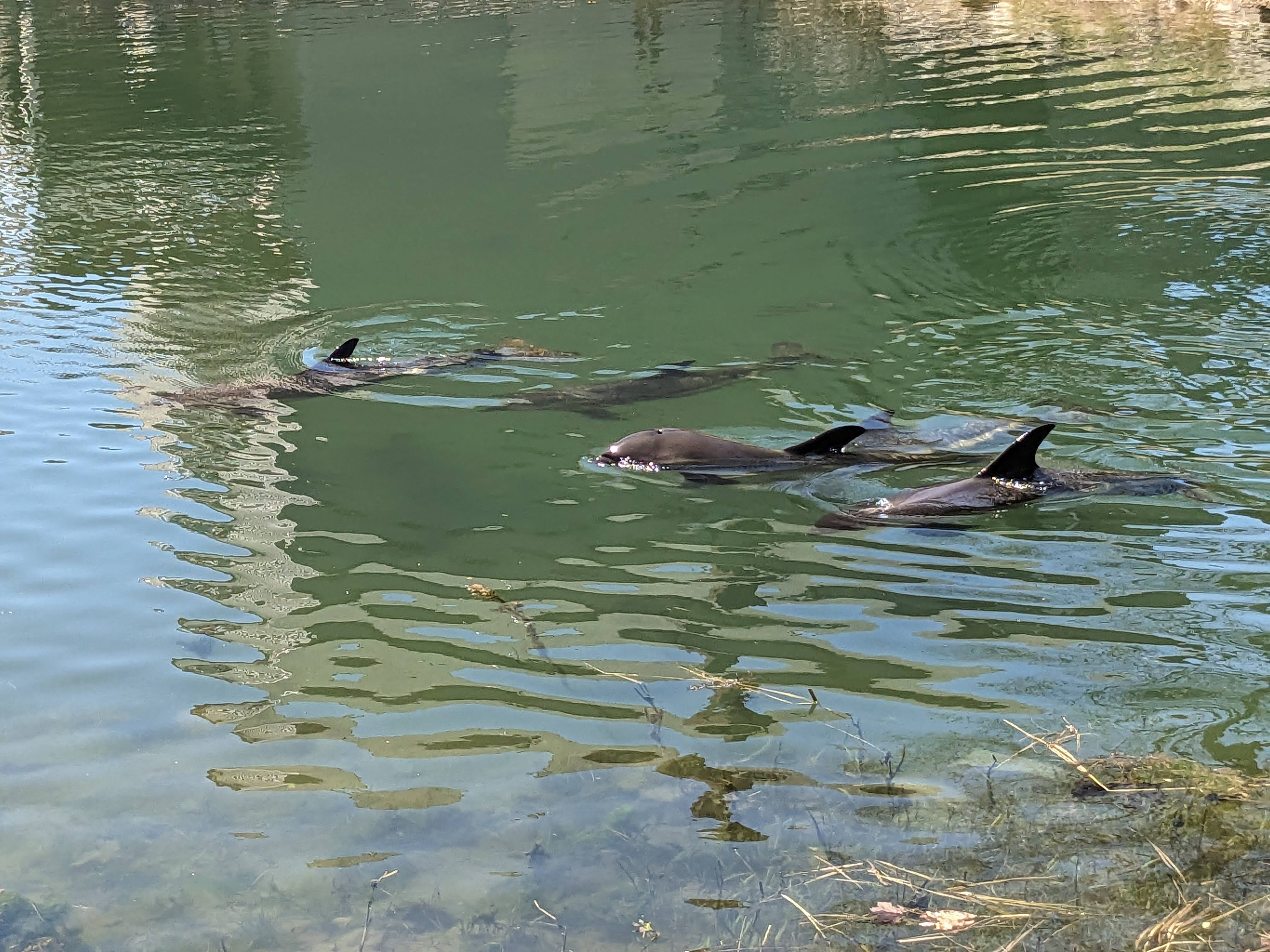 Dolphins hanging out in Beverly - by Paul Leighton