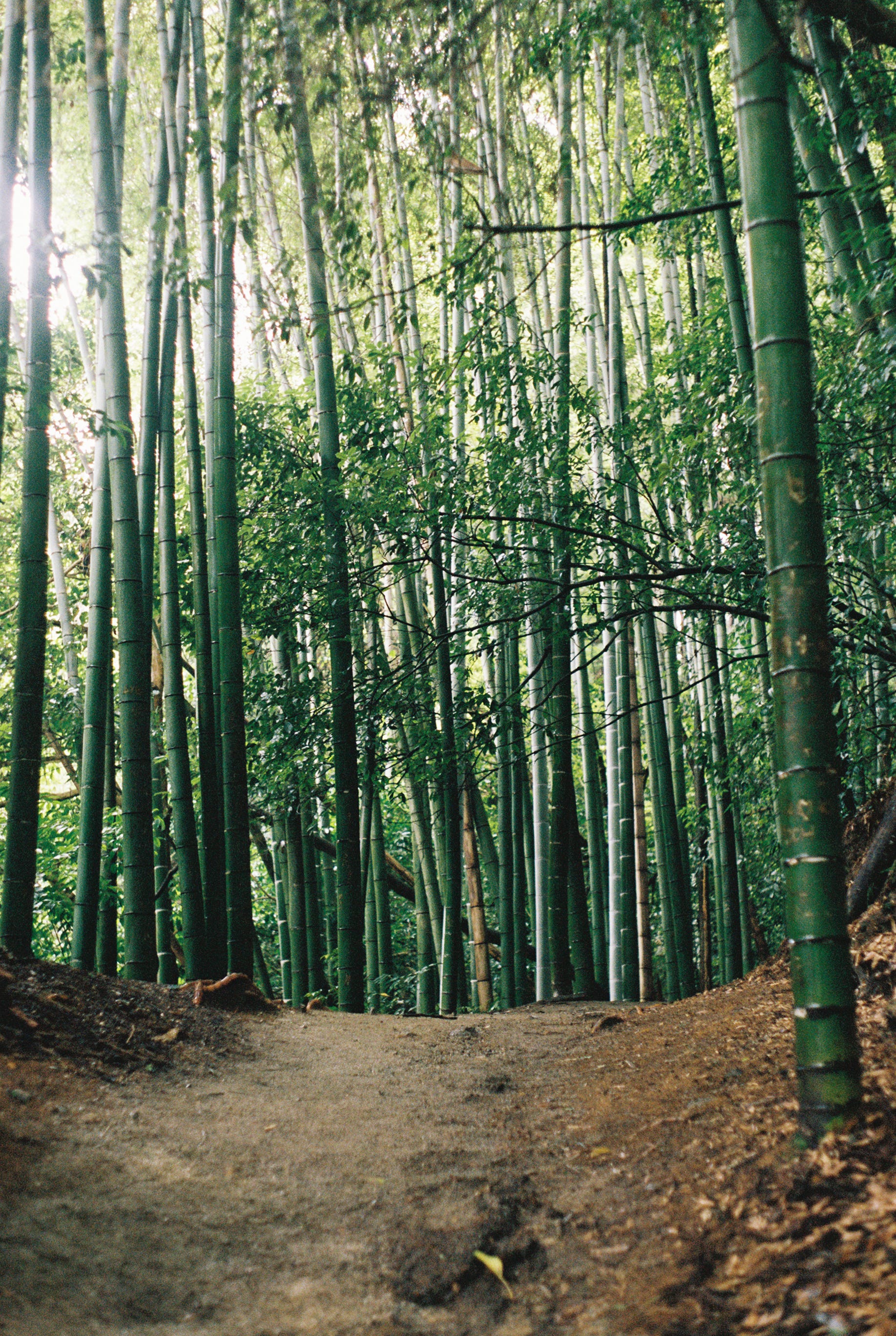 Kyoto On Film - by Laura Jean - Little Musings