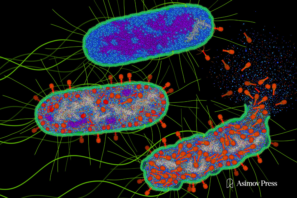 Scaling Phage Therapy - Asimov Press