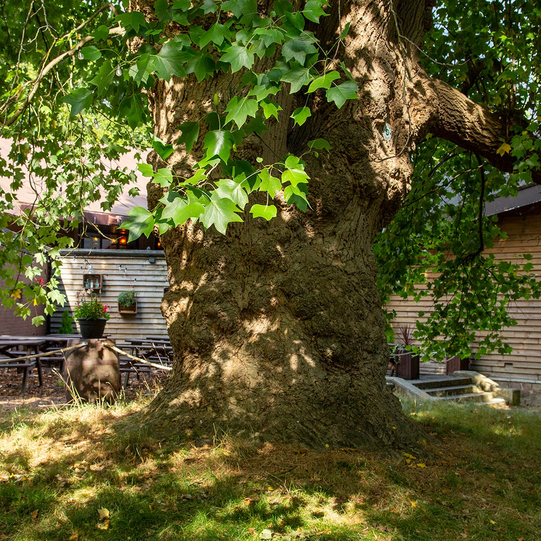49. Tilgate Tulip Tree - by Paul Wood - The Street Tree