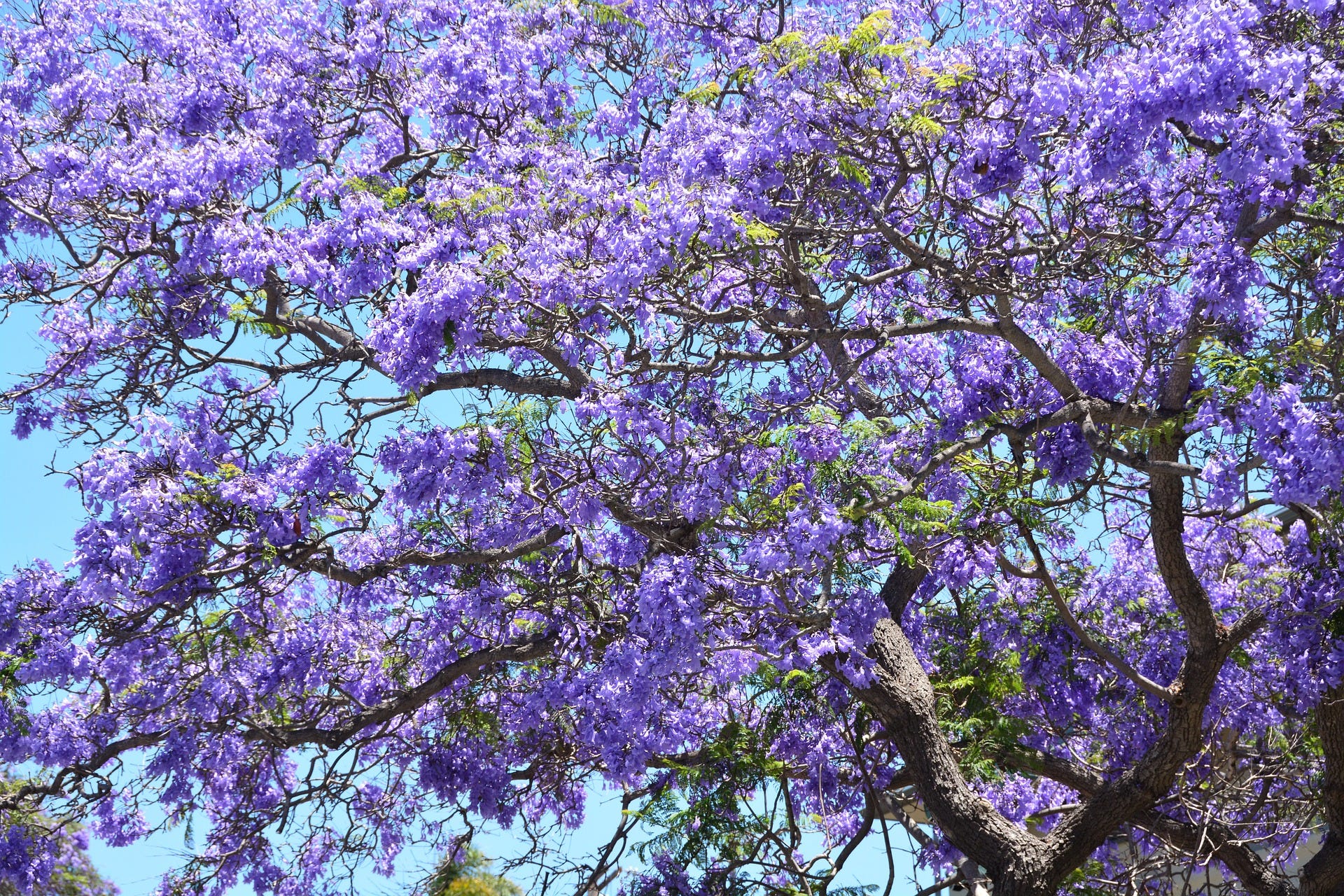 Jacaranda Season in Portugal - by Carol A. Wilcox