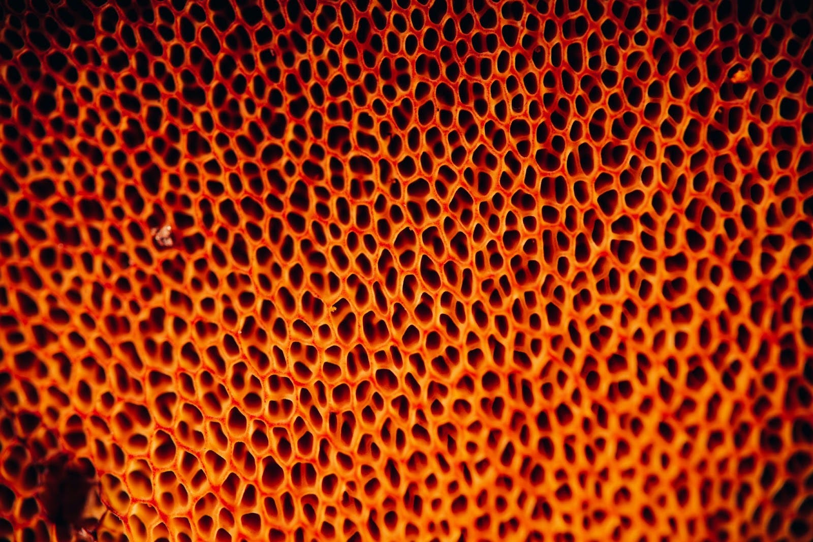 how-fungi-are-providing-clues-about-severe-covid-19-and-long-covid