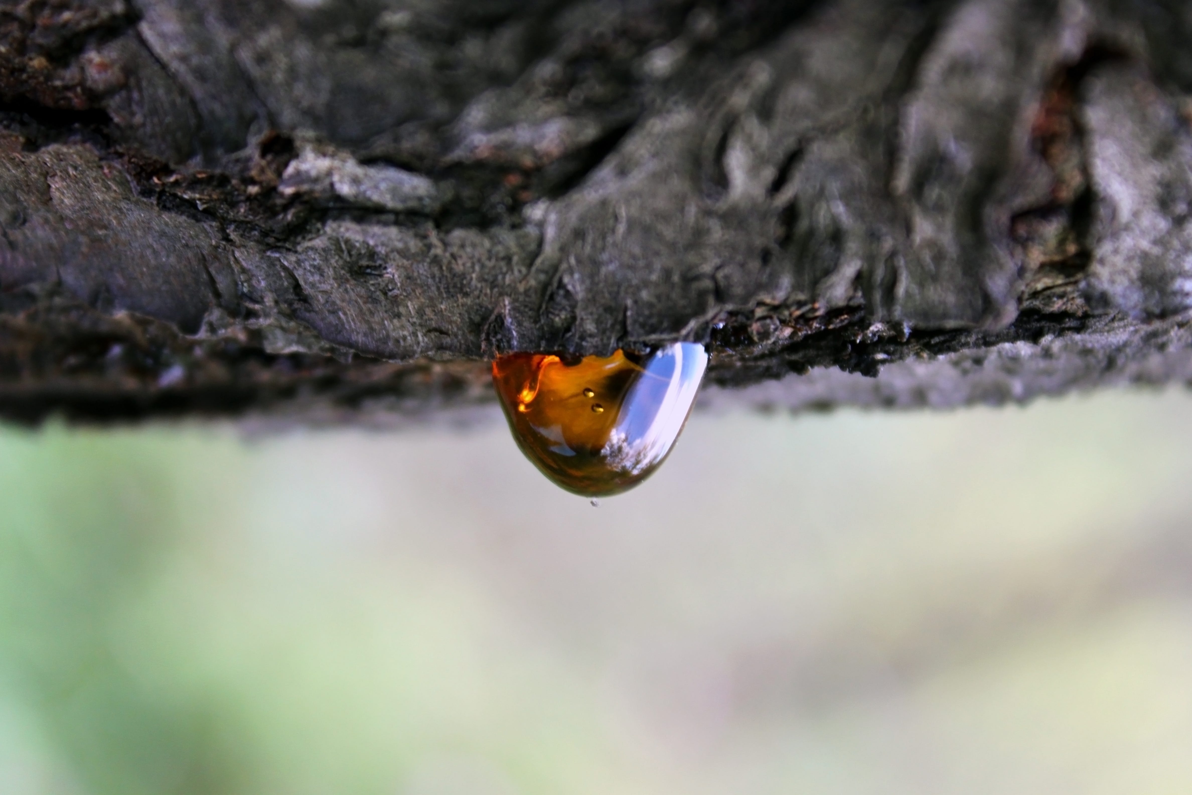 ScienceDaily: Quirky - November 13, 2024