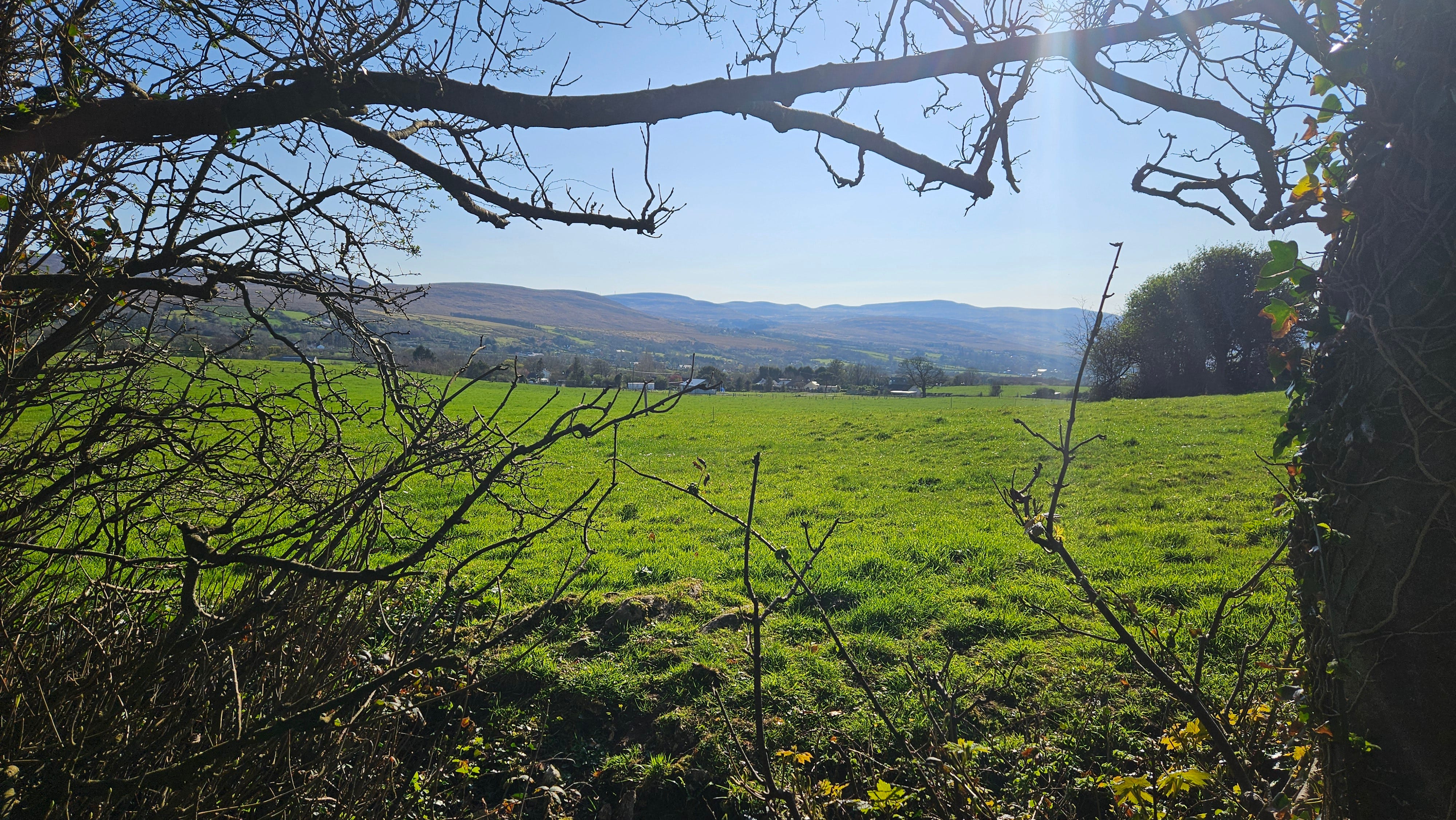 Foraging for Wild Garlic in Ballyseedy Woods - Nourishing Ireland