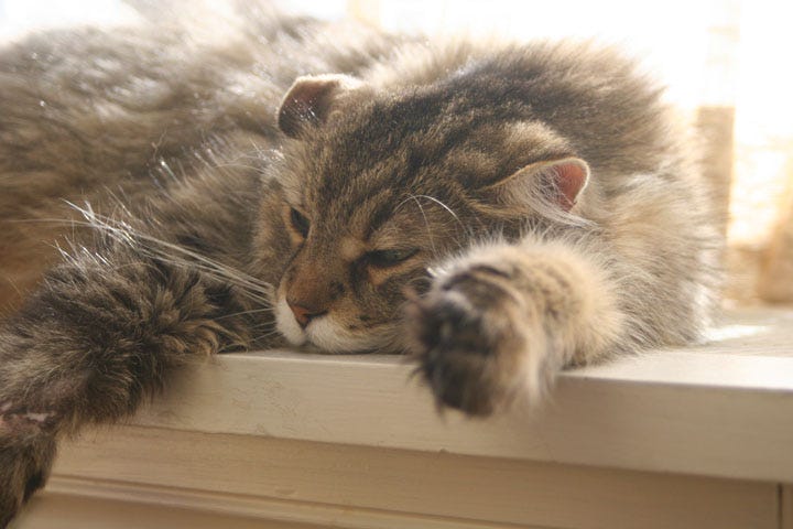 Cat Philosophy - Wegway