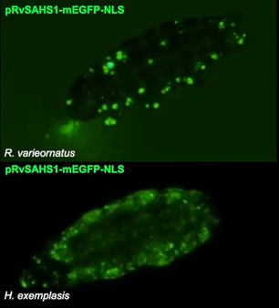 Codon: Notes on Progress #1 - by Niko McCarty