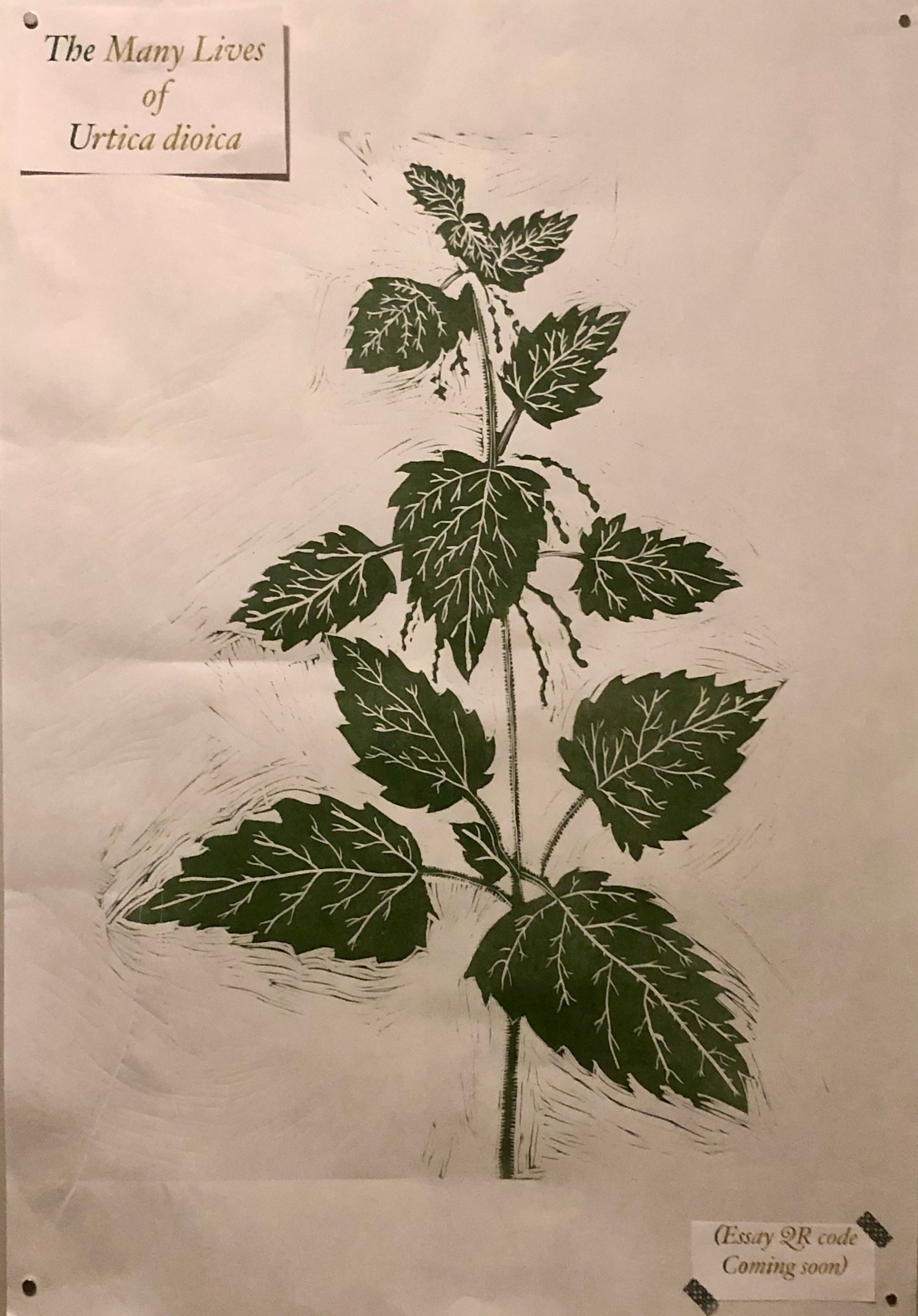 The Many Lives of Urtica dioica - by tonya lemos arts