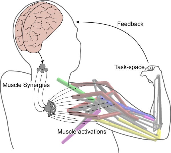 Synergies and its role in executing motor behaviors: Part 2