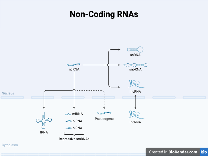 Scrna Seq Methods For Non Coding Rnas By Catia Moutinho
