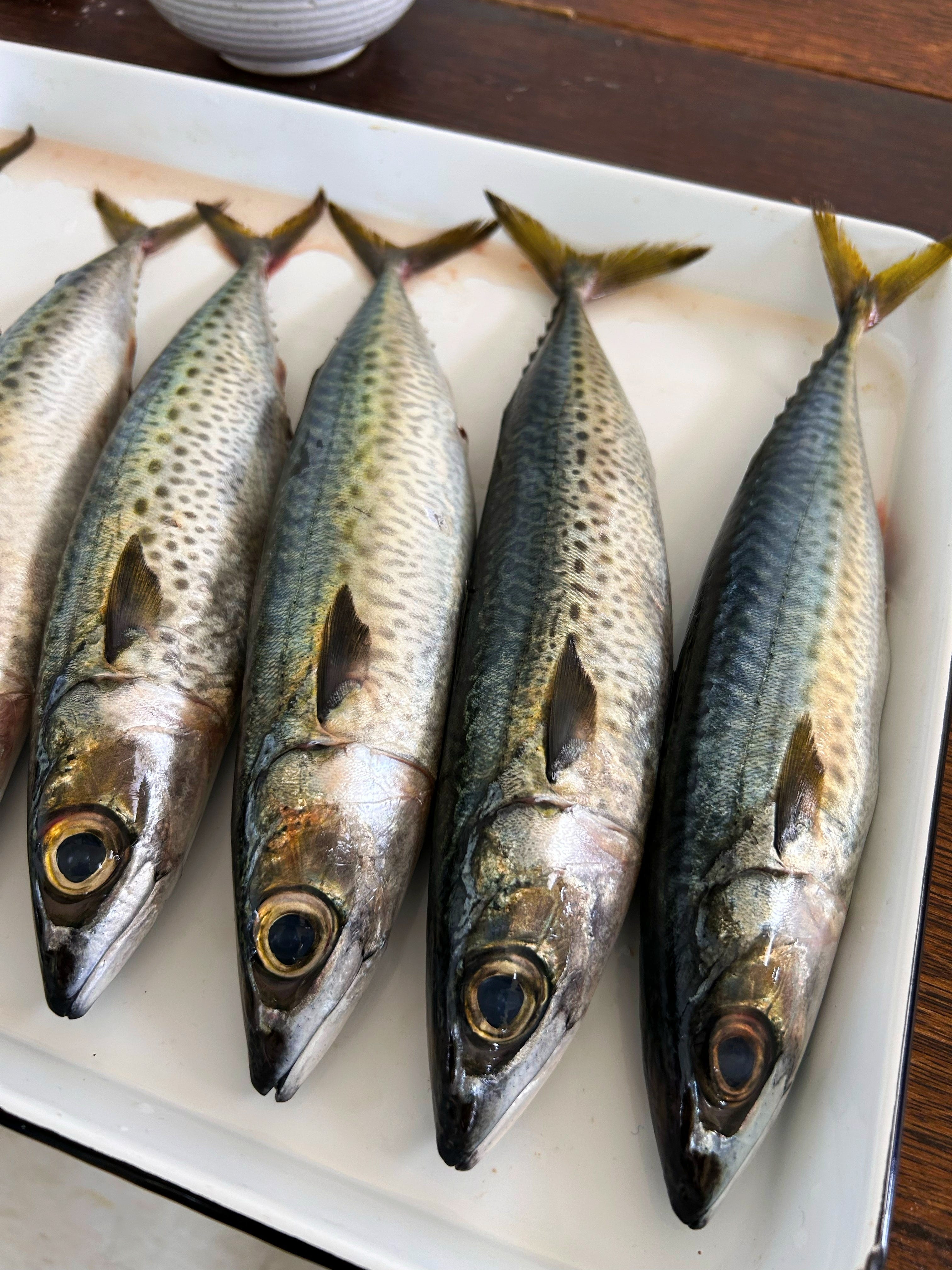 Gohan - a book review and a workshop - by Julia Matusik