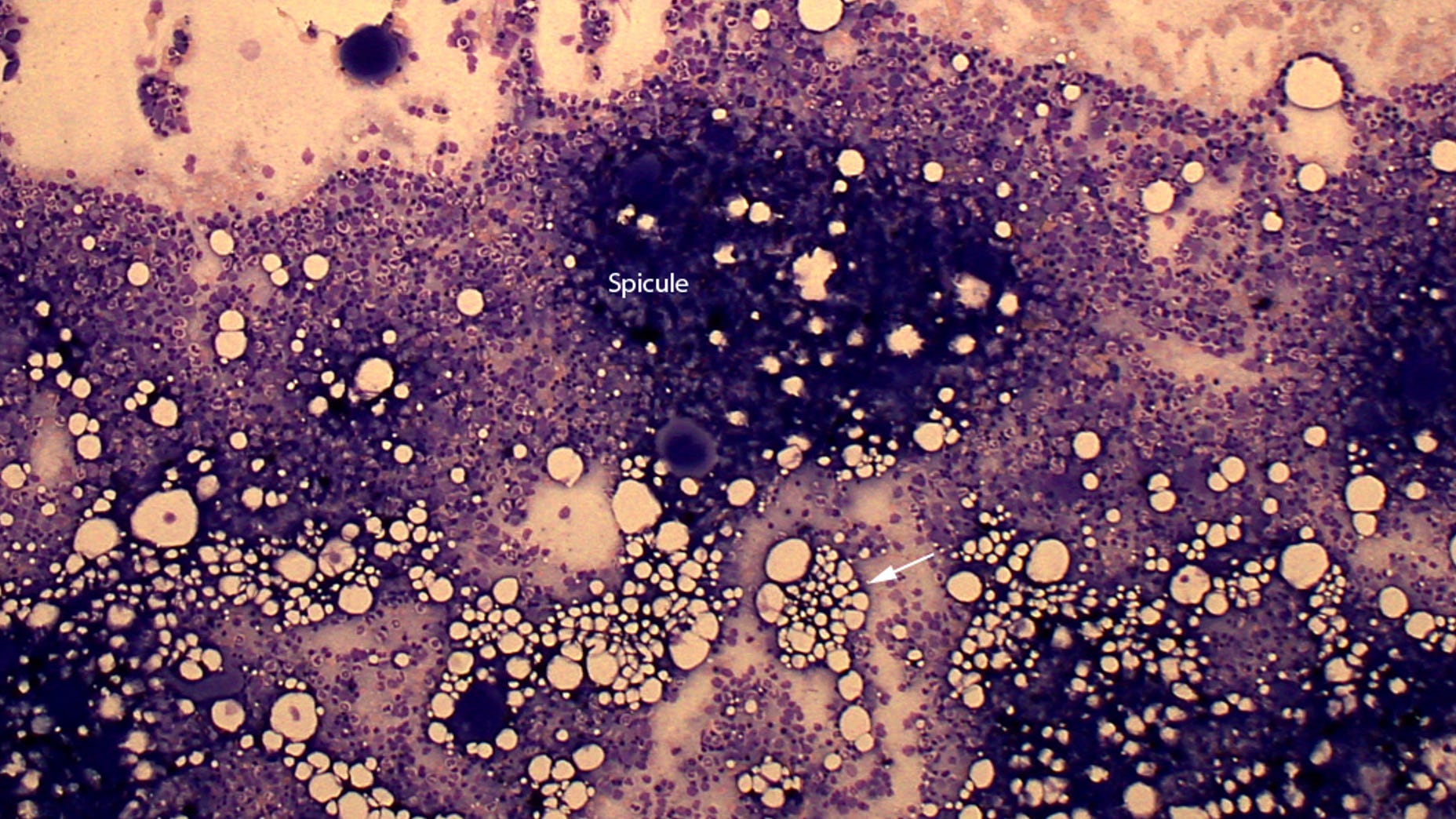 Demystifying Bone Marrow - by Eric Fish, DVM, PhD