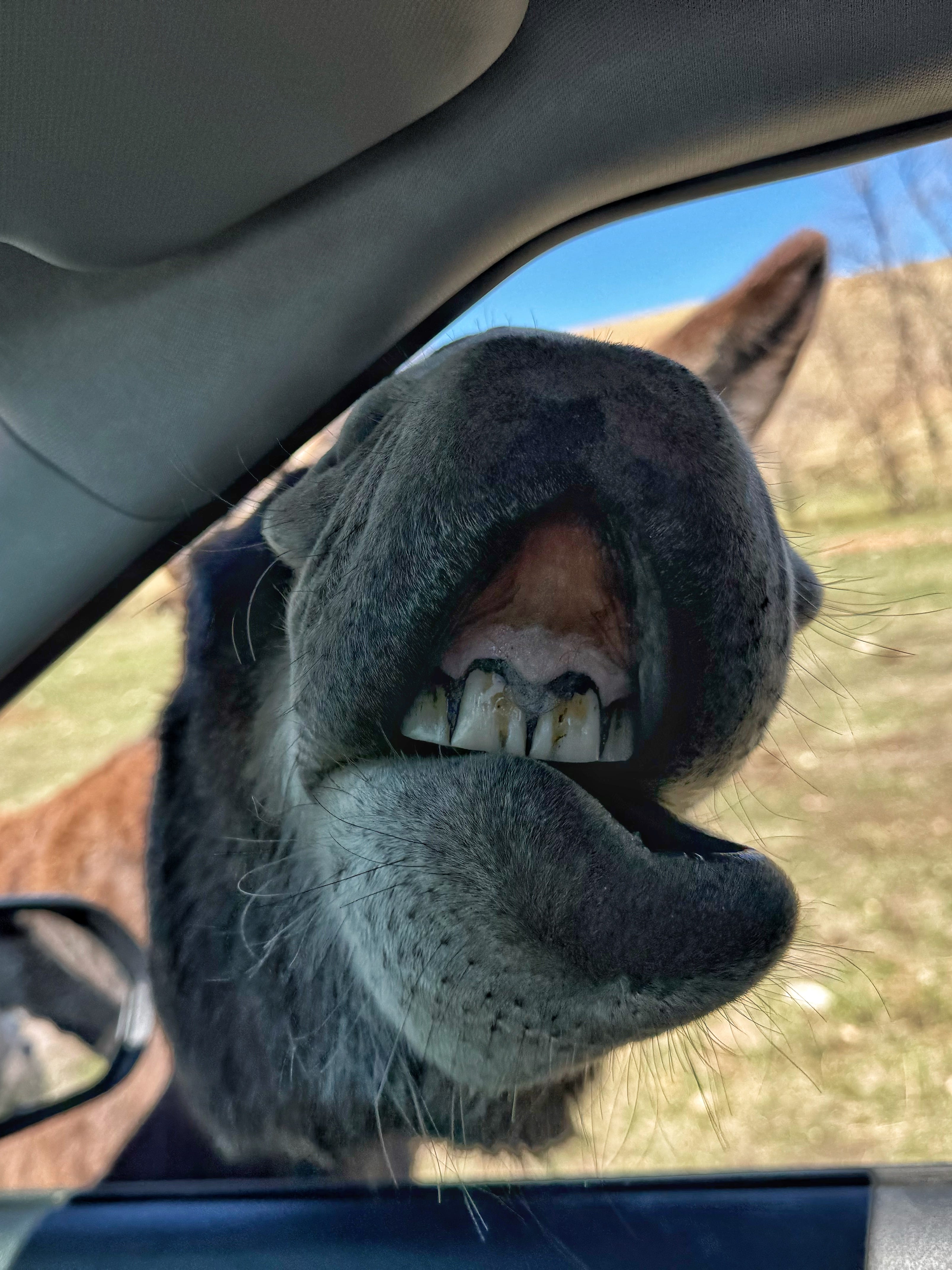 For the Love of Donkeys - Tom Ryan, Author