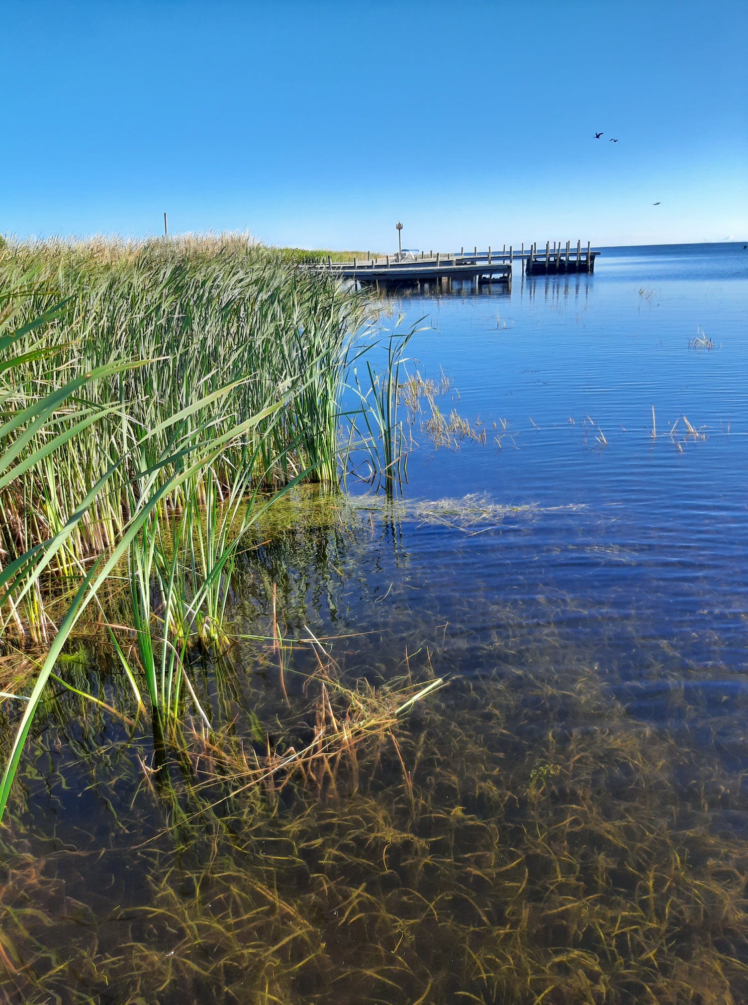 Everything you wanted to know about allotments