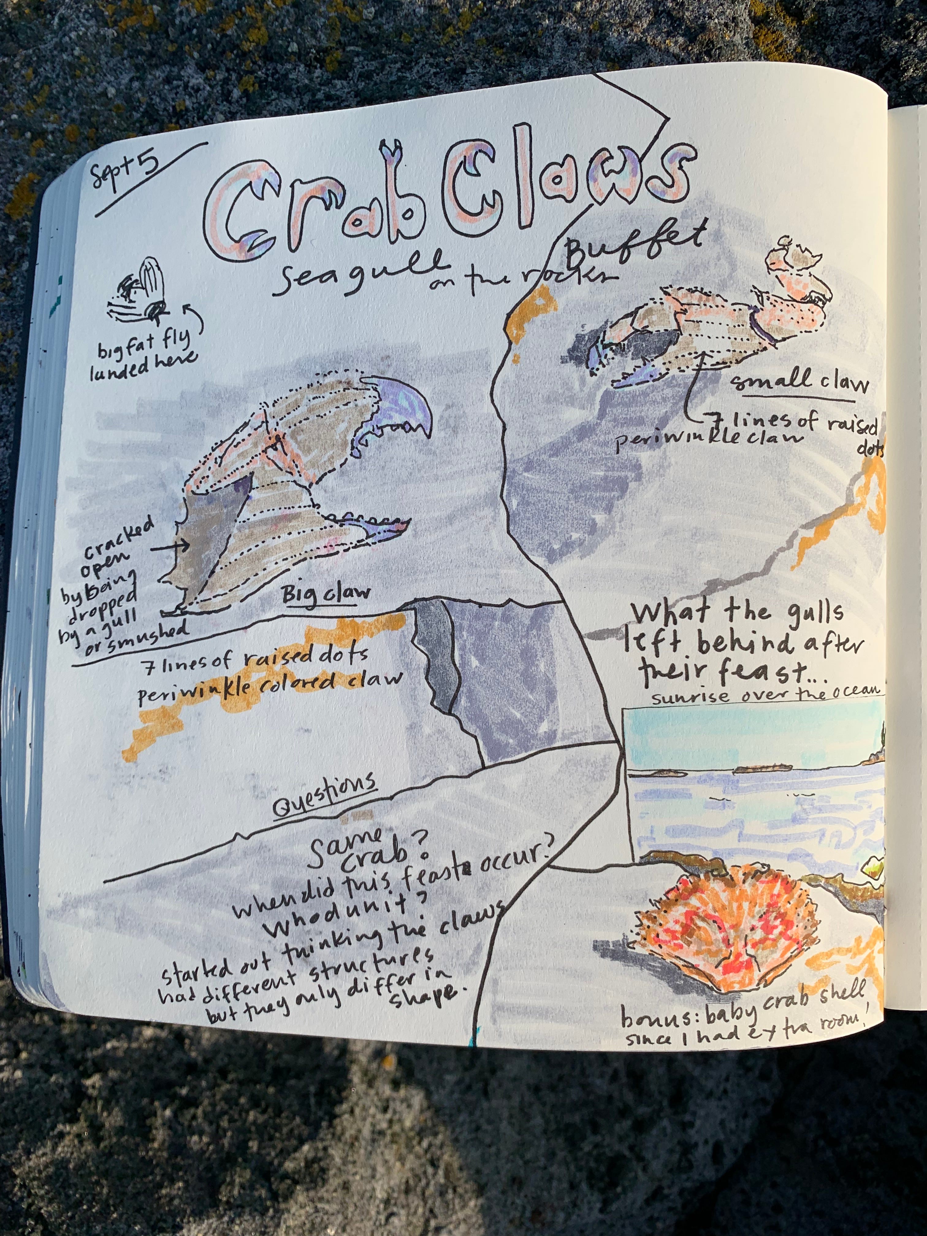 Artist's Collections - by Wendy MacNaughton