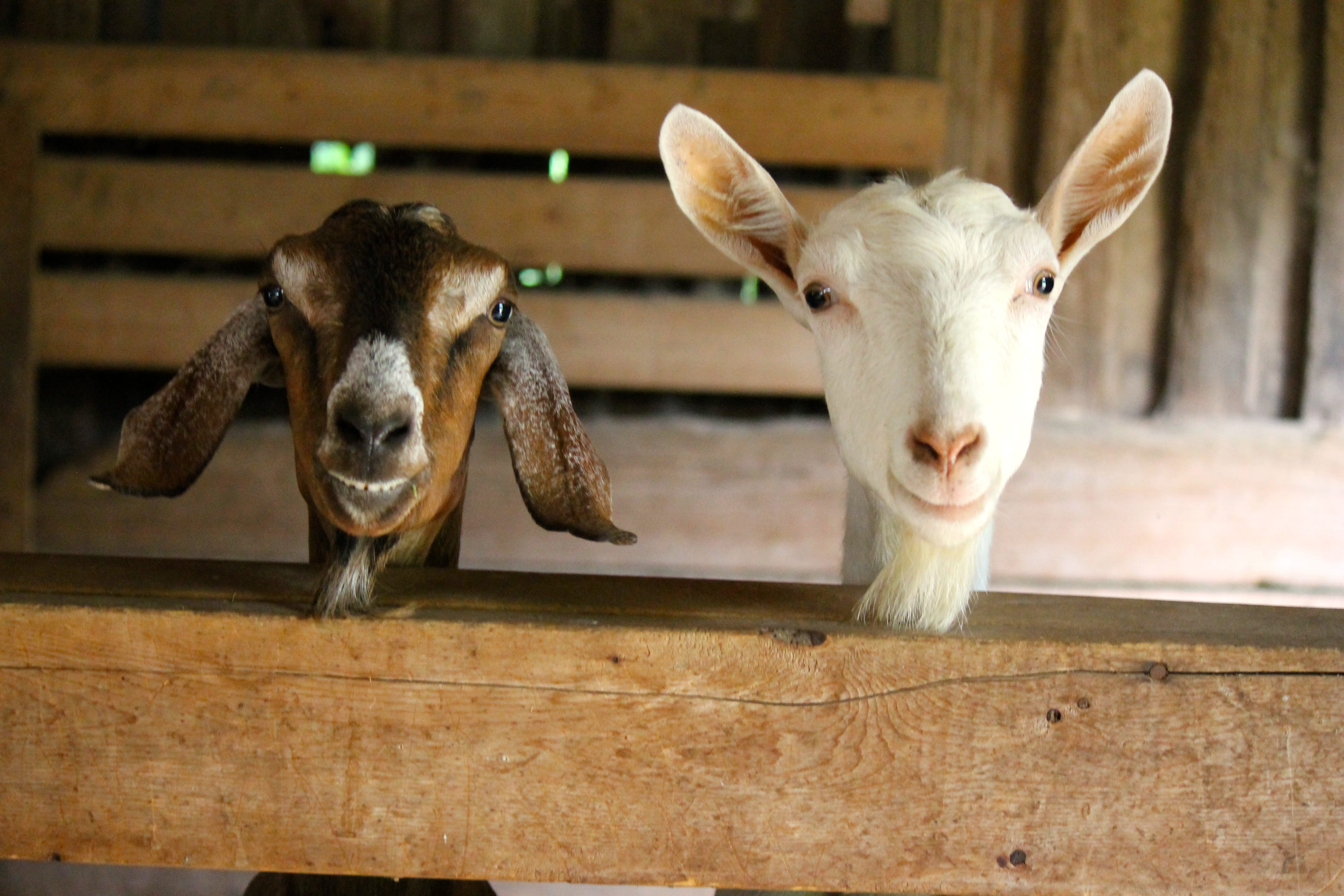 About - Blind Mule Blog