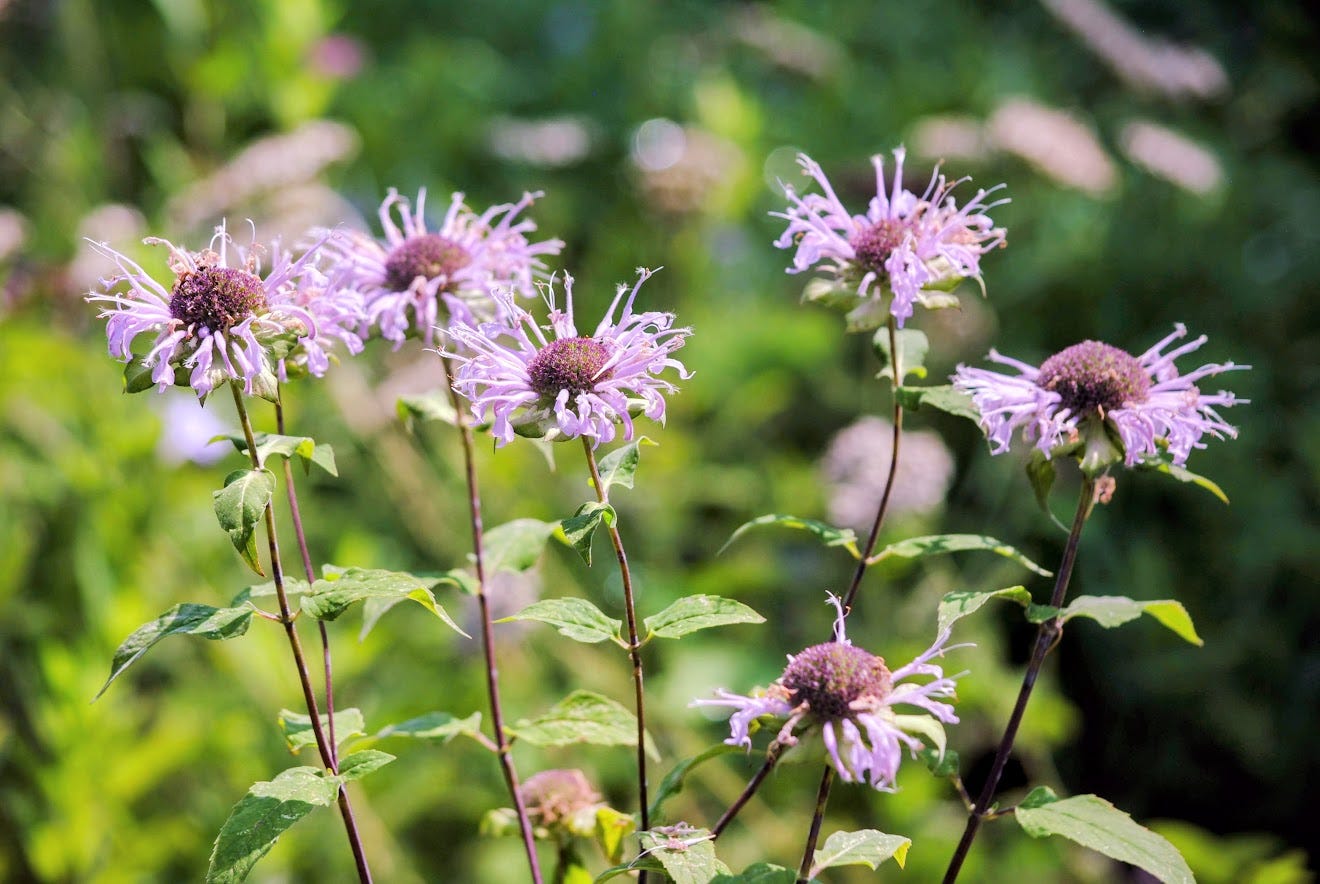 Nothing Compares to Natives - by Lolly Jewett