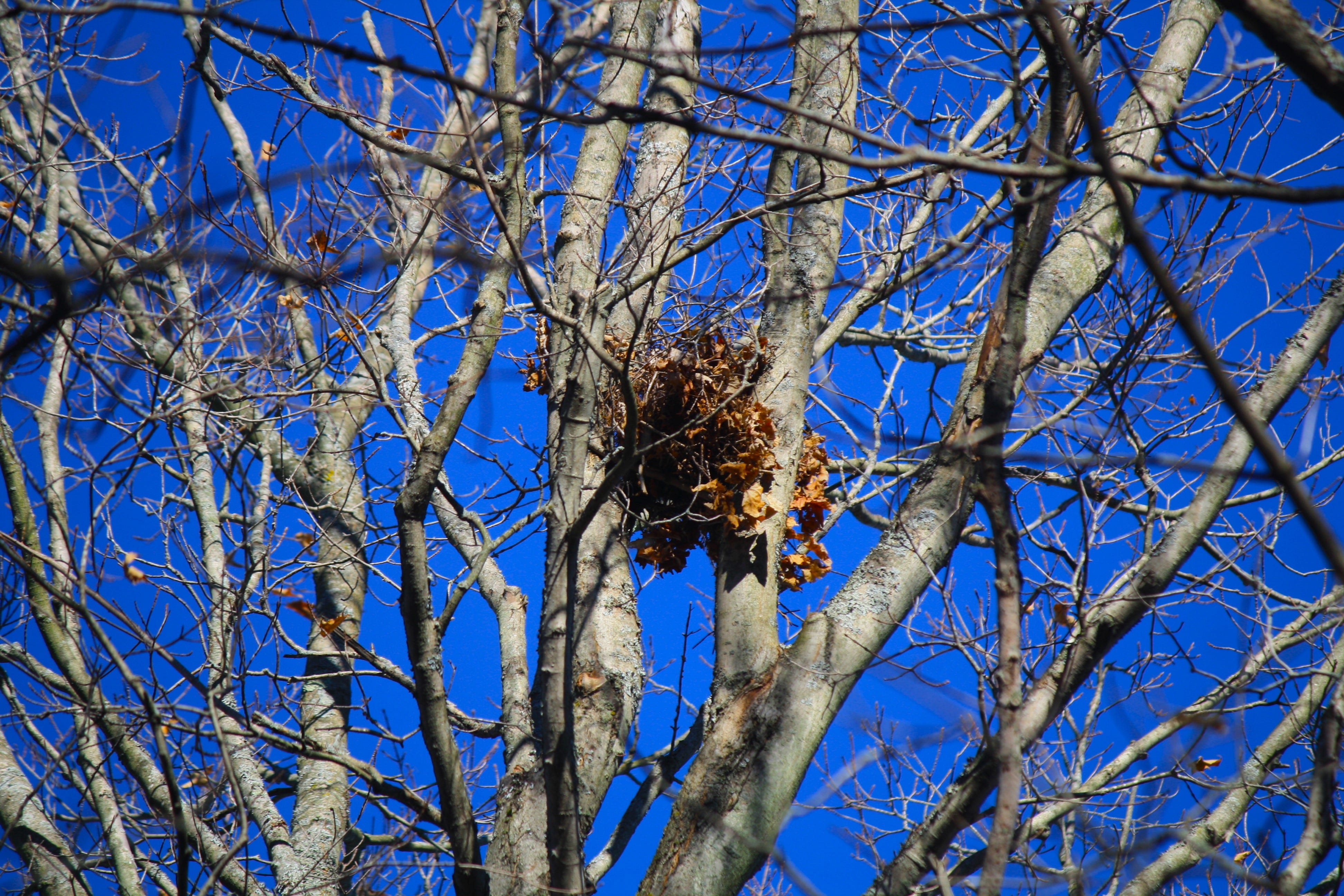 Dispatches From Waring Swamp - by Mike Fitzgerald