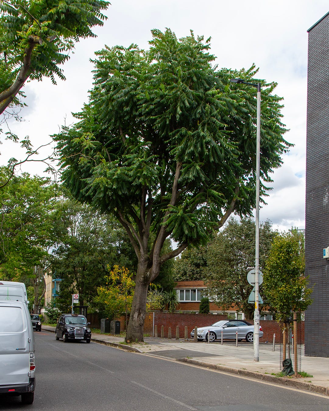 Wednesday Street Tree #5 Tree of Heaven - by Paul Wood