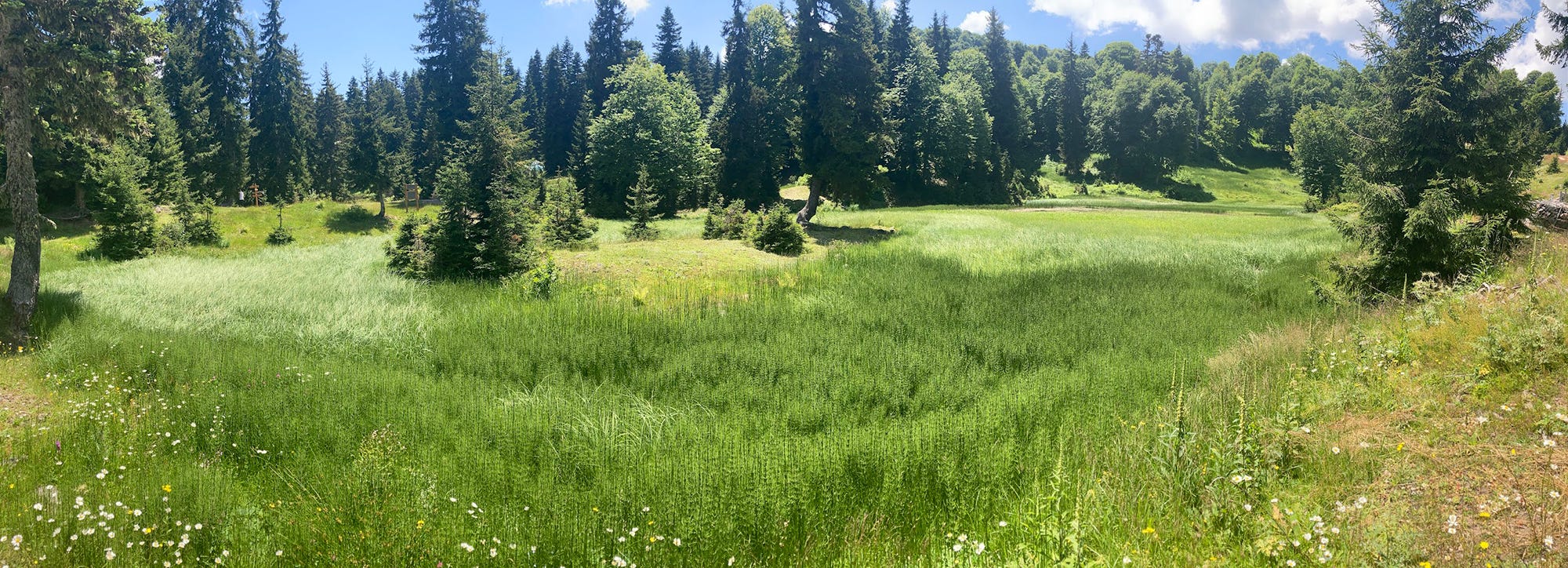 Goderdzi Alpine Botanical Garden