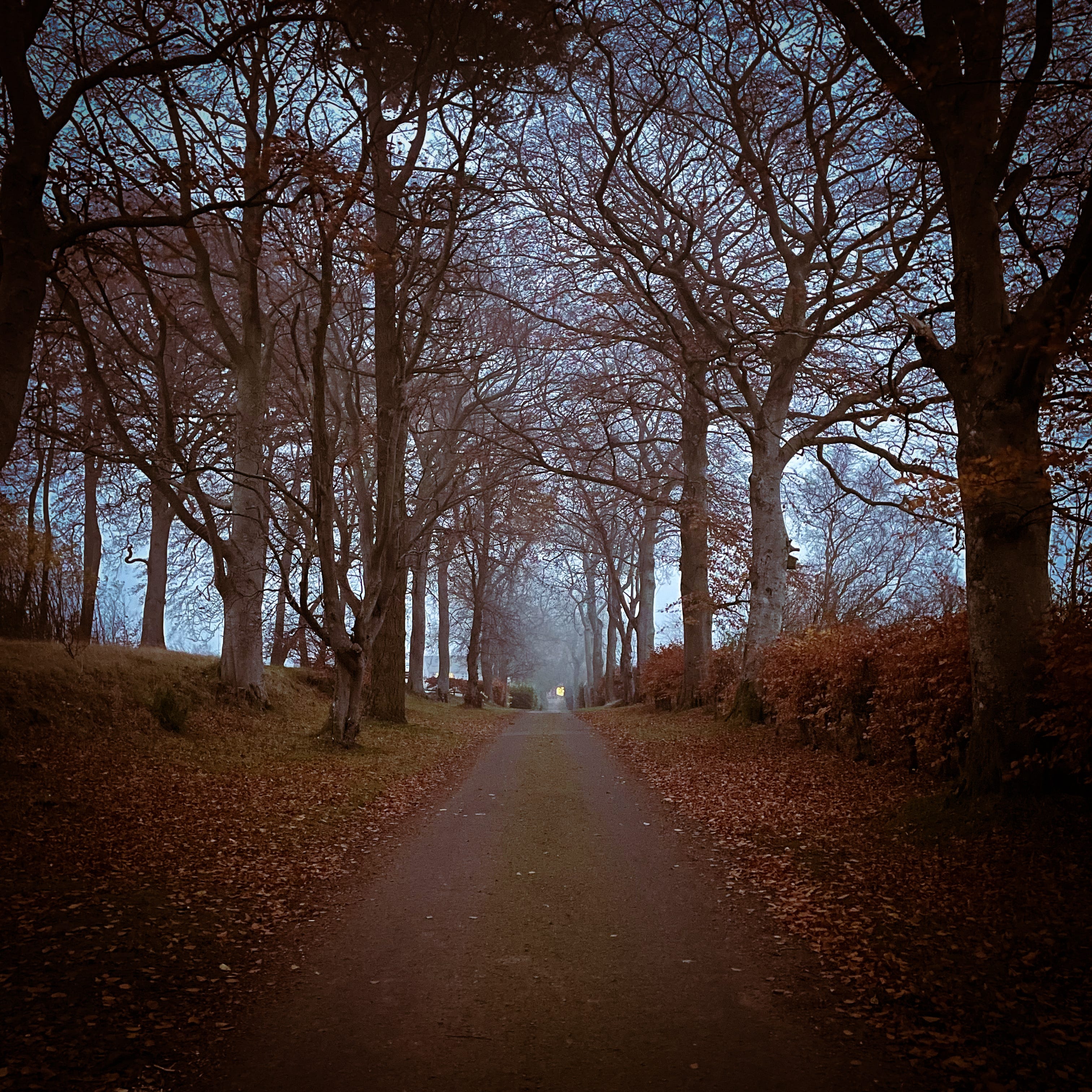 And, like a cloak, I draw November around my shoulders