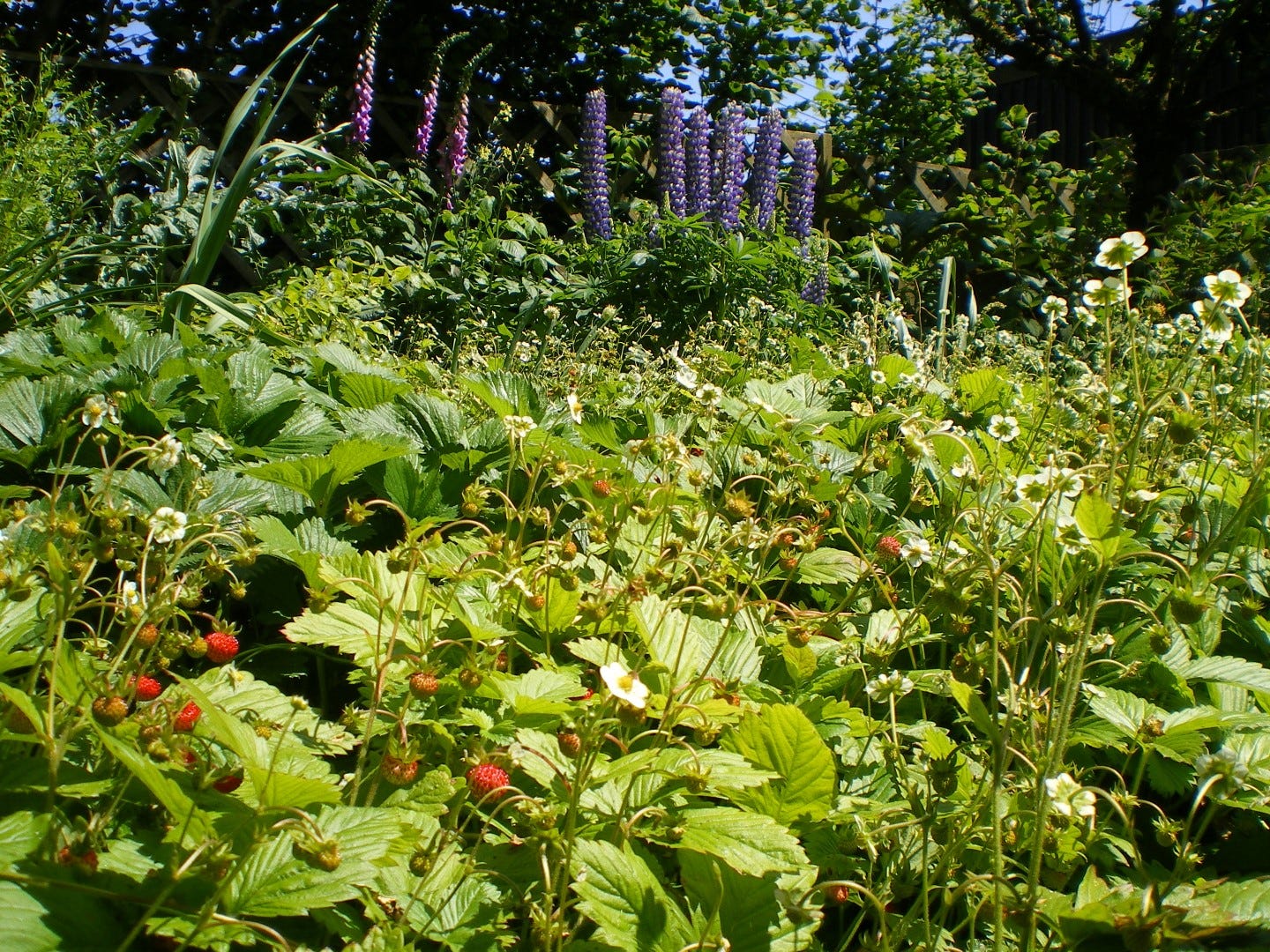 Plant List: Understory Plants for Temperate Climate Edible Forest Gardens