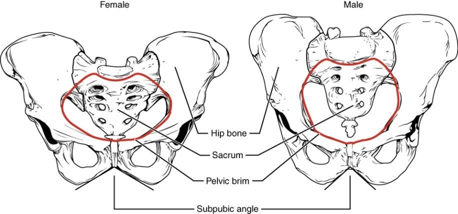 Pelvic Form and Function - by Rich May - A&P_EvoMed