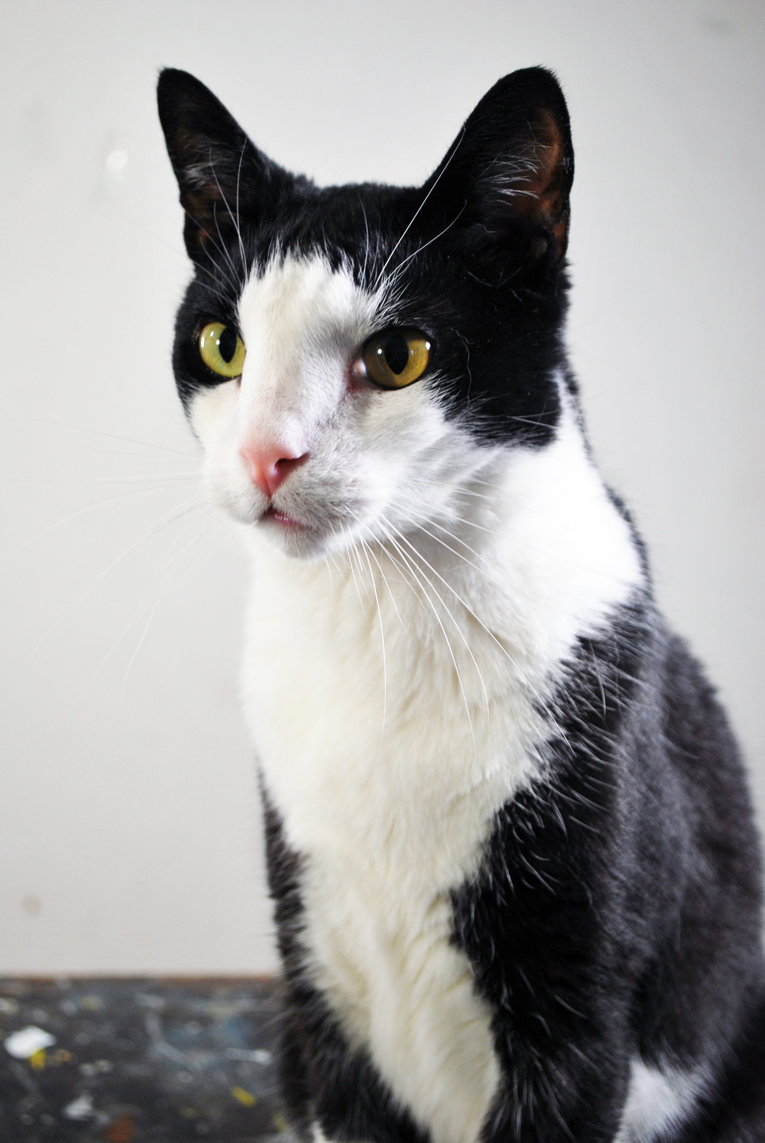 THE RETURN OF FABULOUS FELINE FRIDAY: FROM "BOOTS" TO "ROSCOE"