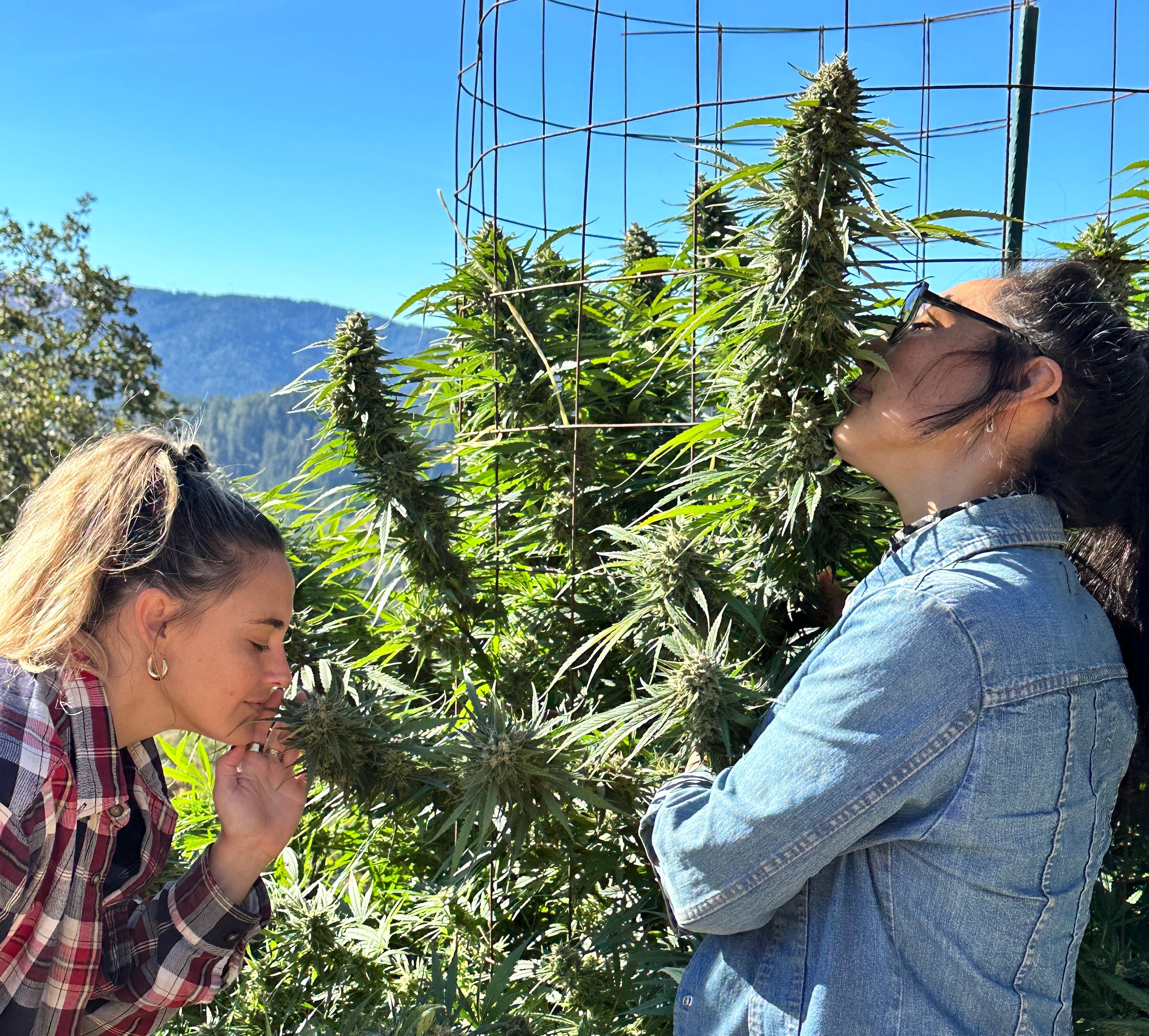 Science Shows Sun-Grown Cannabis is Better