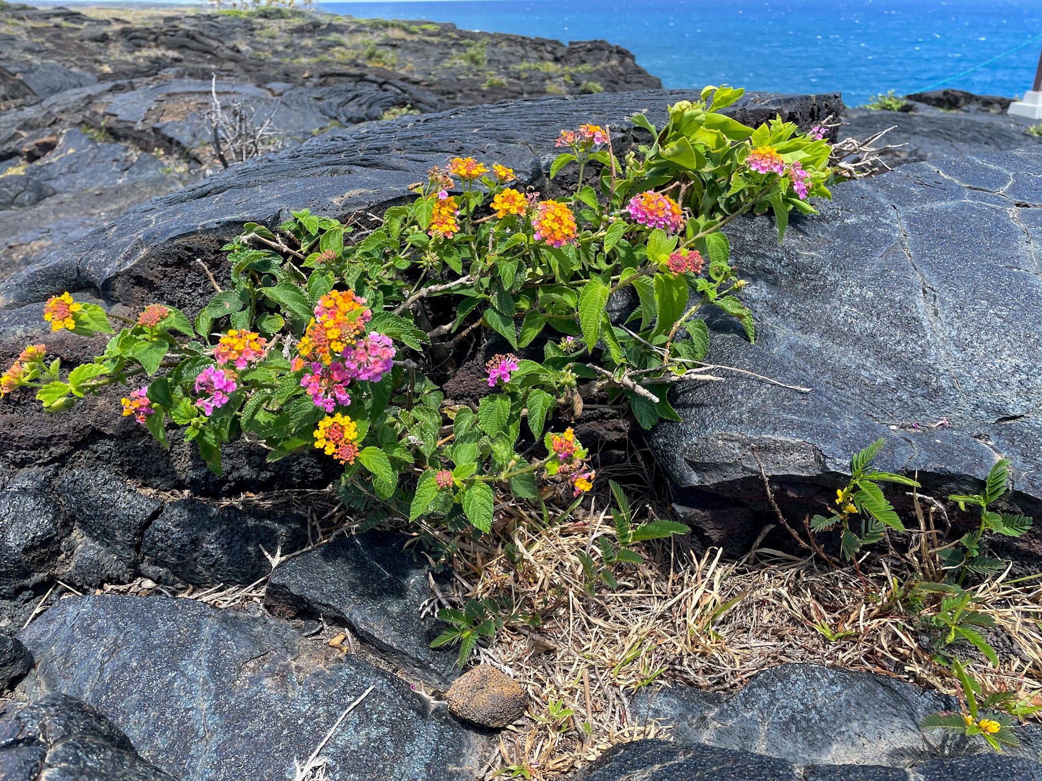 Exploring The Volcanoes Of Hawaii On The Big Island - Wanderer Writes