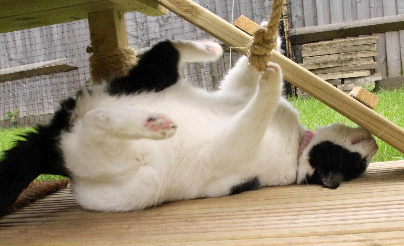 MABEL CAT - R.I.P. - Mick Mercer's Panache