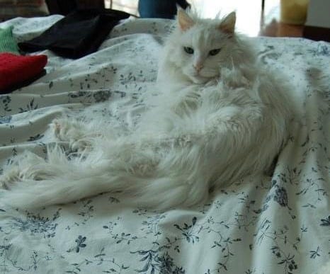 Of Kitty-cats and Communism - by Lucy Hornby