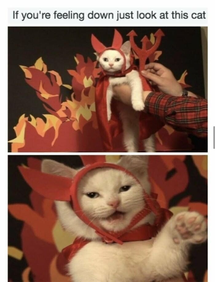 sunday memepool: more cat memes - by el gato malo