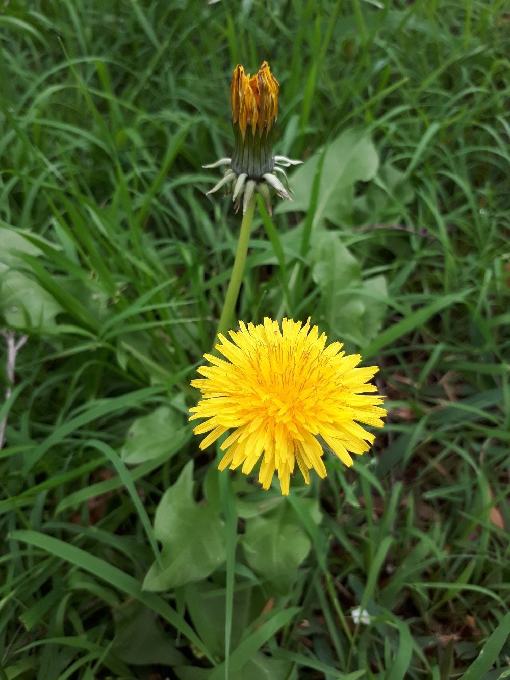 Dandelion - by J.P. - Bush Food Forager