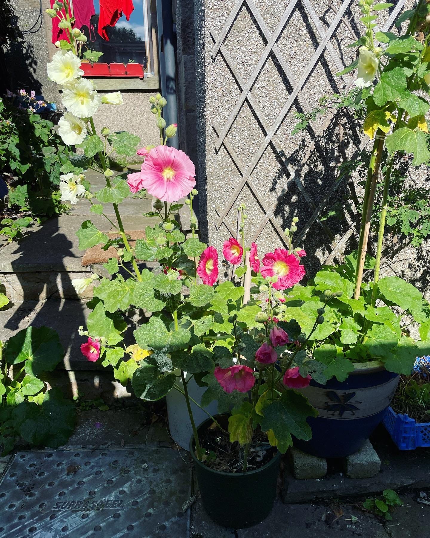 Uncle Harlis and Aunt Freda - Letters from Jeni Hankins