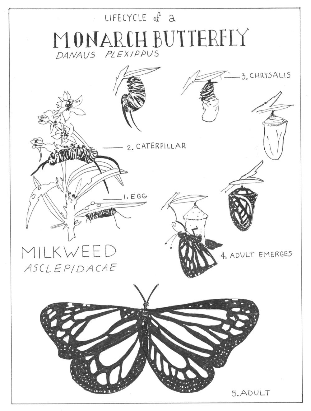 Life Cycle Of A Butterfly Coloring Pages [2025]