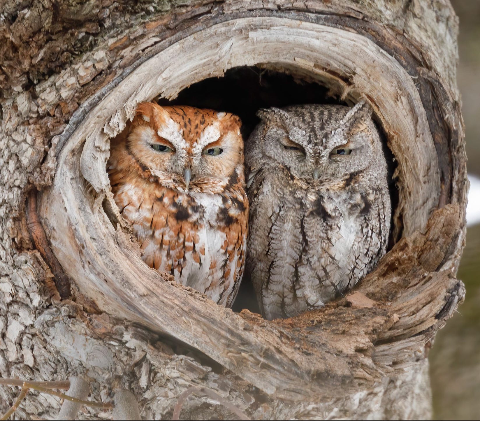 Screech Owl Nesting Habits