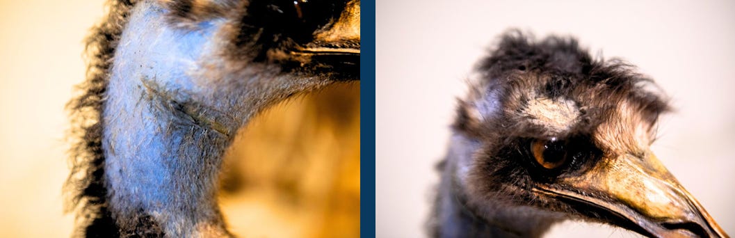 Photos: See deterioration on now-closed Delbridge Museum animal collection