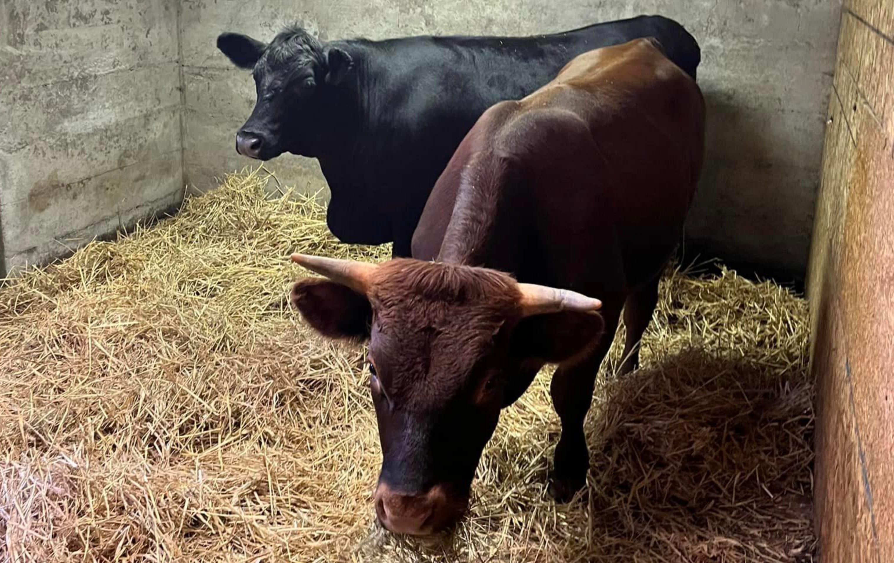 The Wandering Cows and the Problem of Democracy