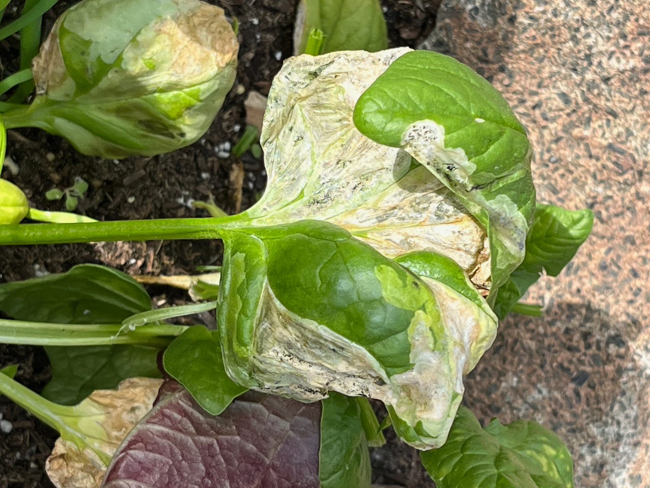 Downy Mildew in Spinach - by Beverly Thomas