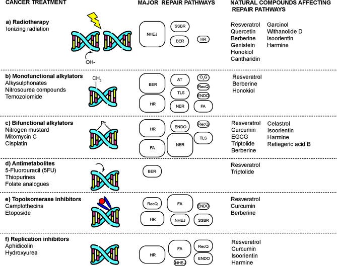 Friday Hope: Natural DNA Repair Pathway Therapeutics to Combat Spike ...